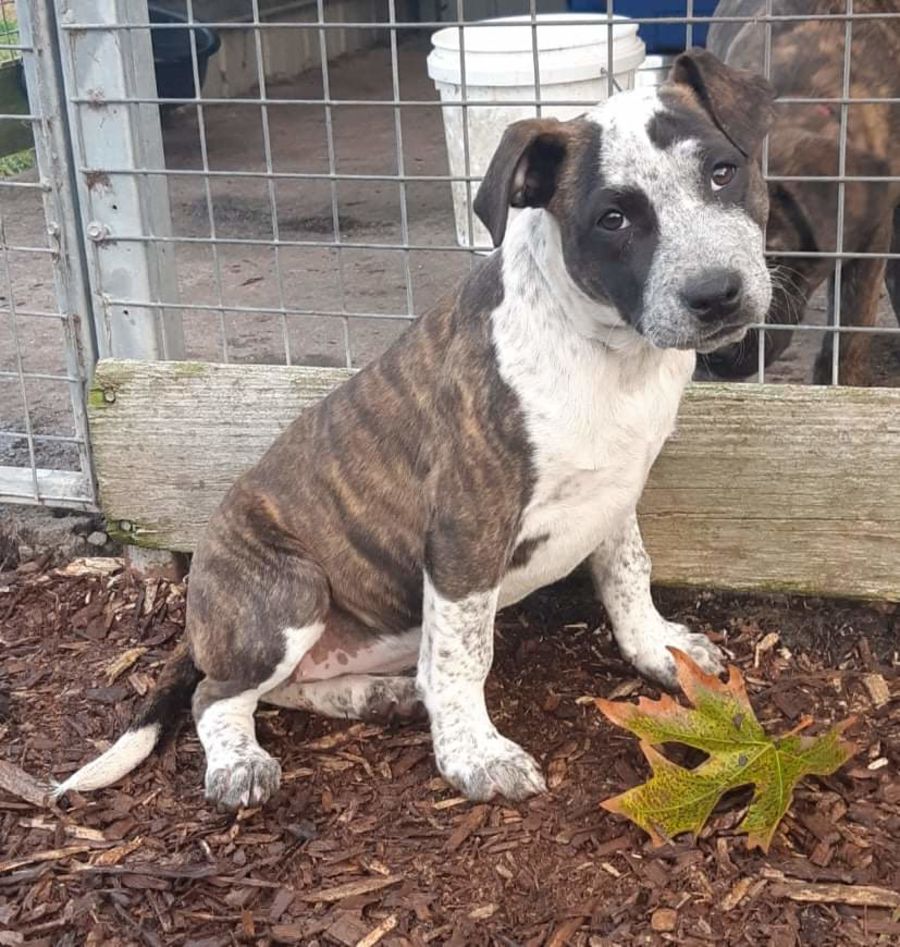 Braveheart - Medium Female Australian Cattle Dog x Mastiff Mix Dog in ...