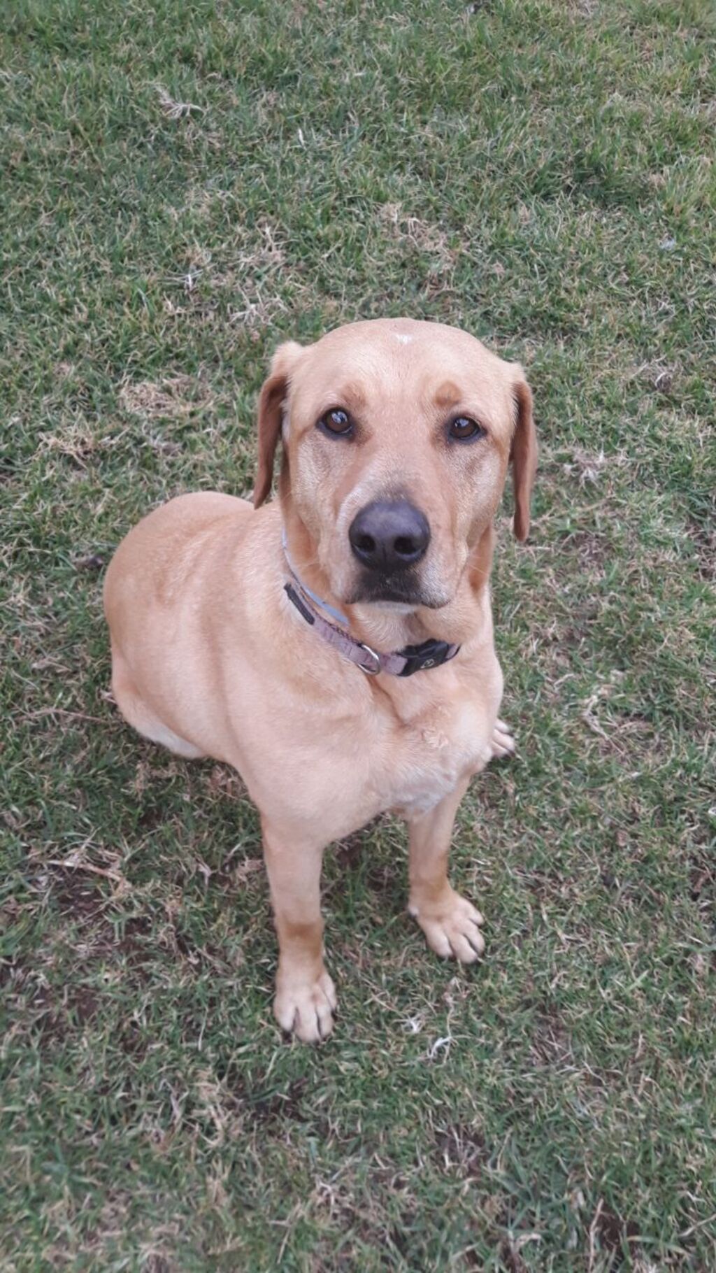 Honey - Medium Female Labrador Retriever x English Cocker Spaniel Mix ...