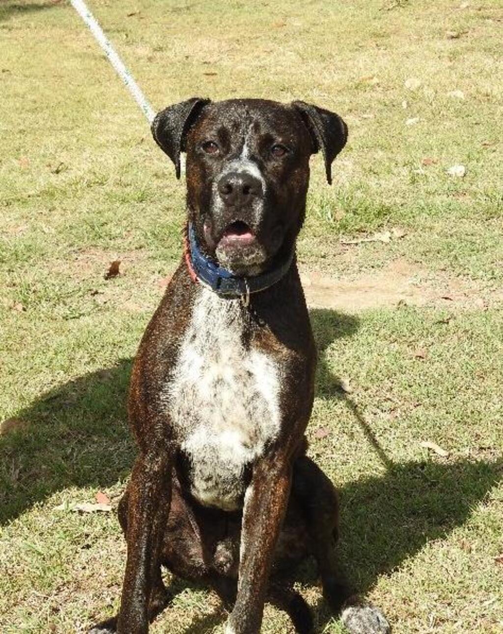 Axle - Large Male Boxer x Rhodesian Ridgeback Mix Dog in QLD - PetRescue