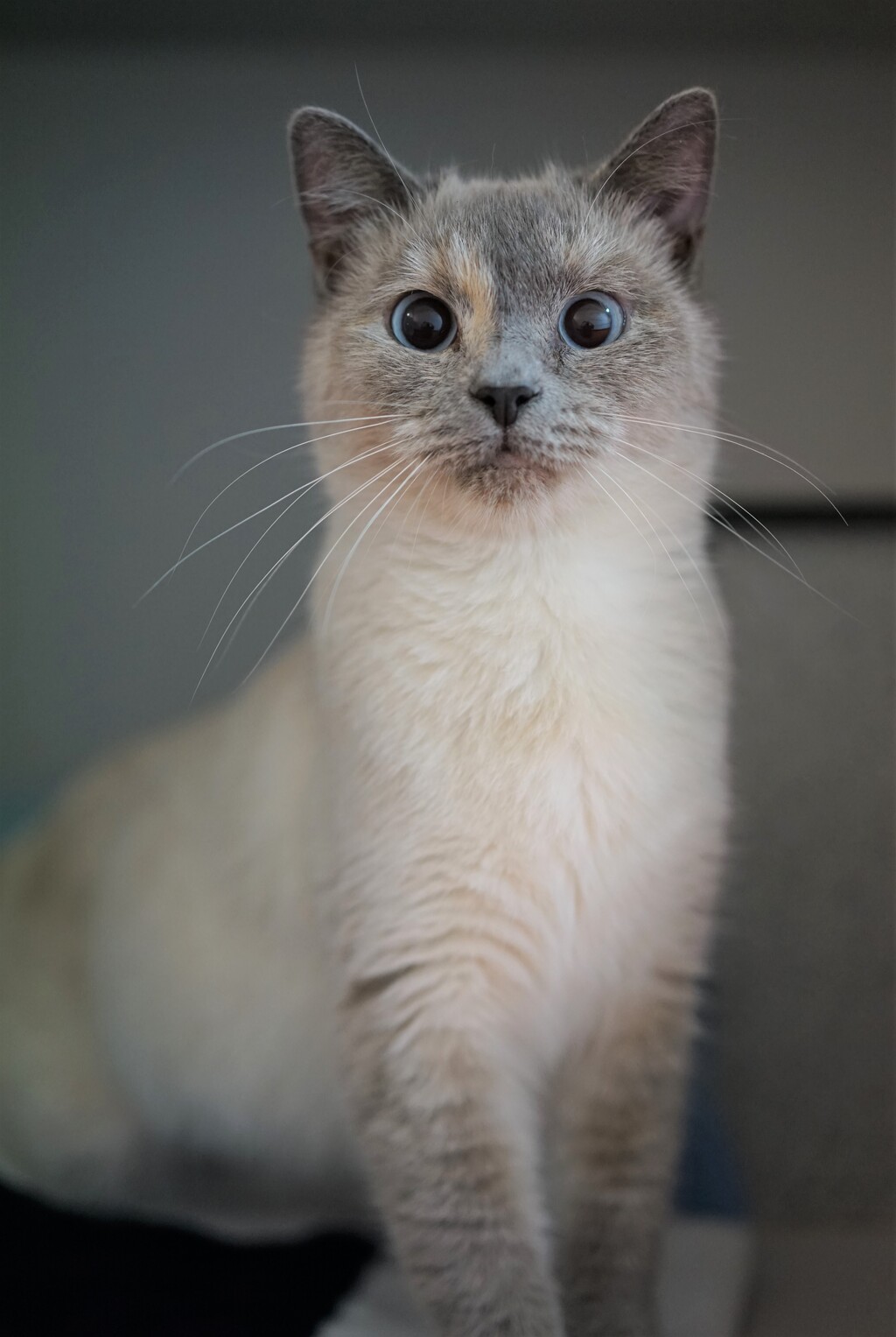 Lucia - Female Layanese Mix Cat in QLD - PetRescue