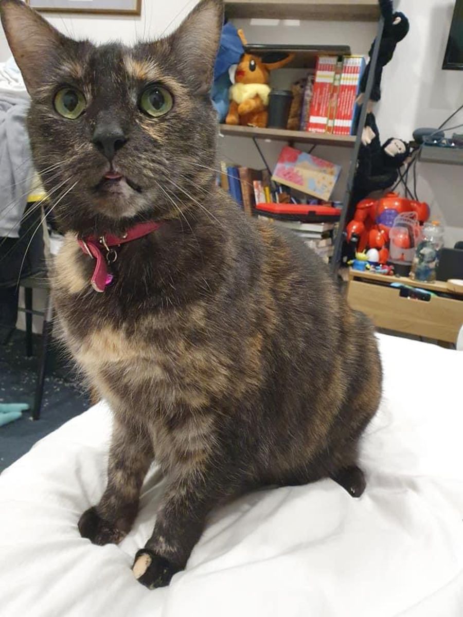 Muffy Mei - Female Domestic Short Hair Cat in SA - PetRescue