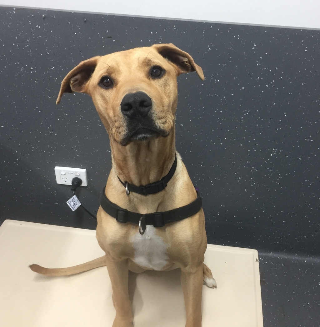 Otis - Large Male Boxer x Hungarian Vizsla Mix Dog in QLD - PetRescue