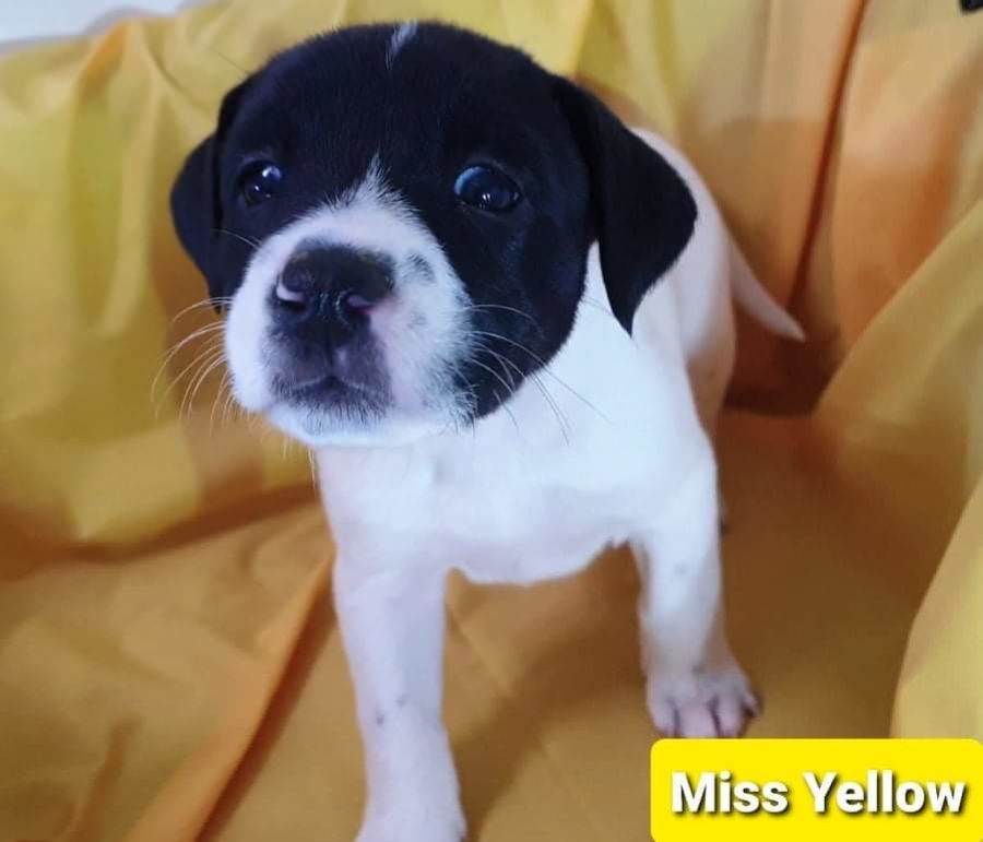 Miss Yellow - Medium Female Labrador x Kelpie x Jack Russell Terrier ...