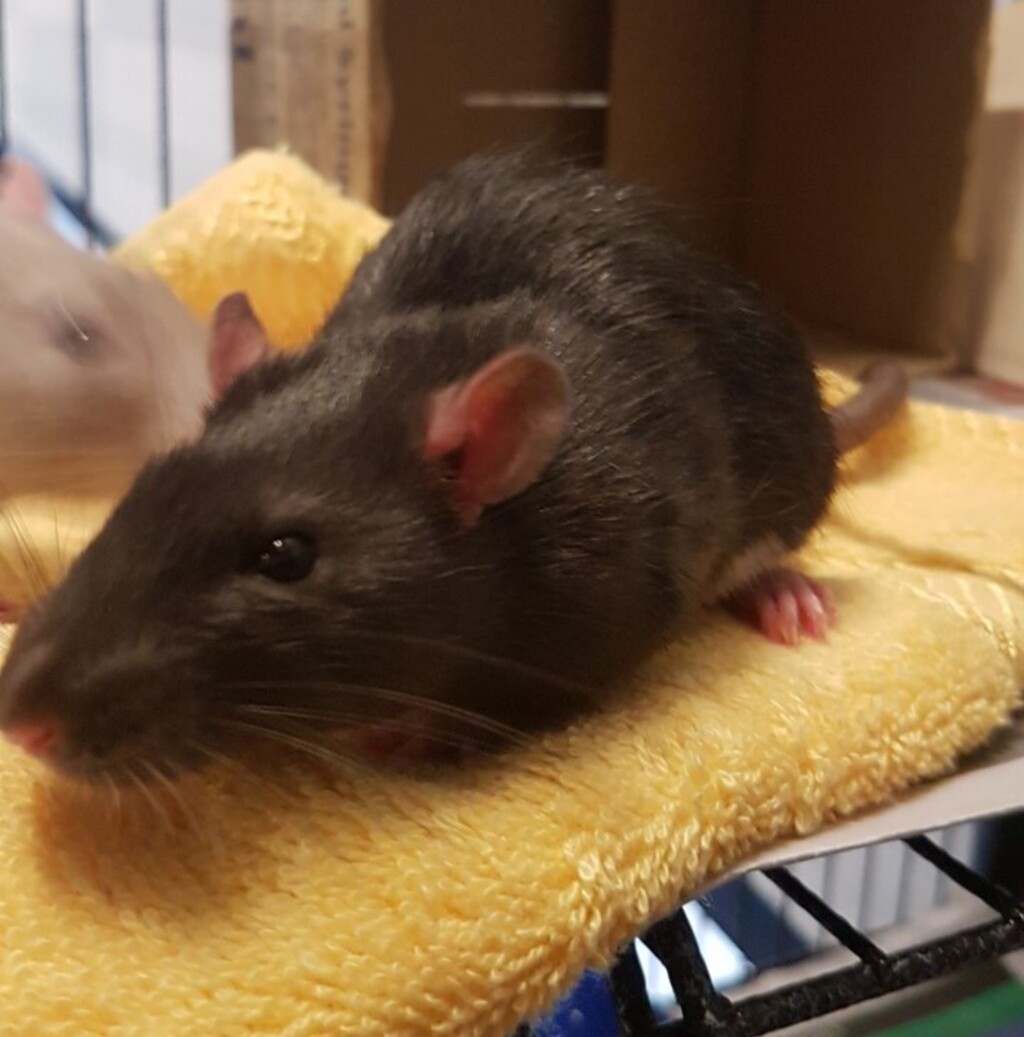 Wednesday - Male Rat Mix Rodent in VIC - PetRescue
