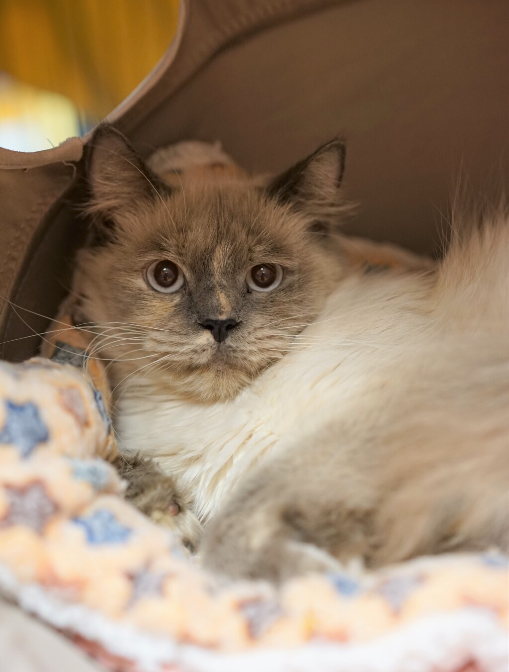 Teddy Bear - Female Layanese Mix Cat in QLD - PetRescue
