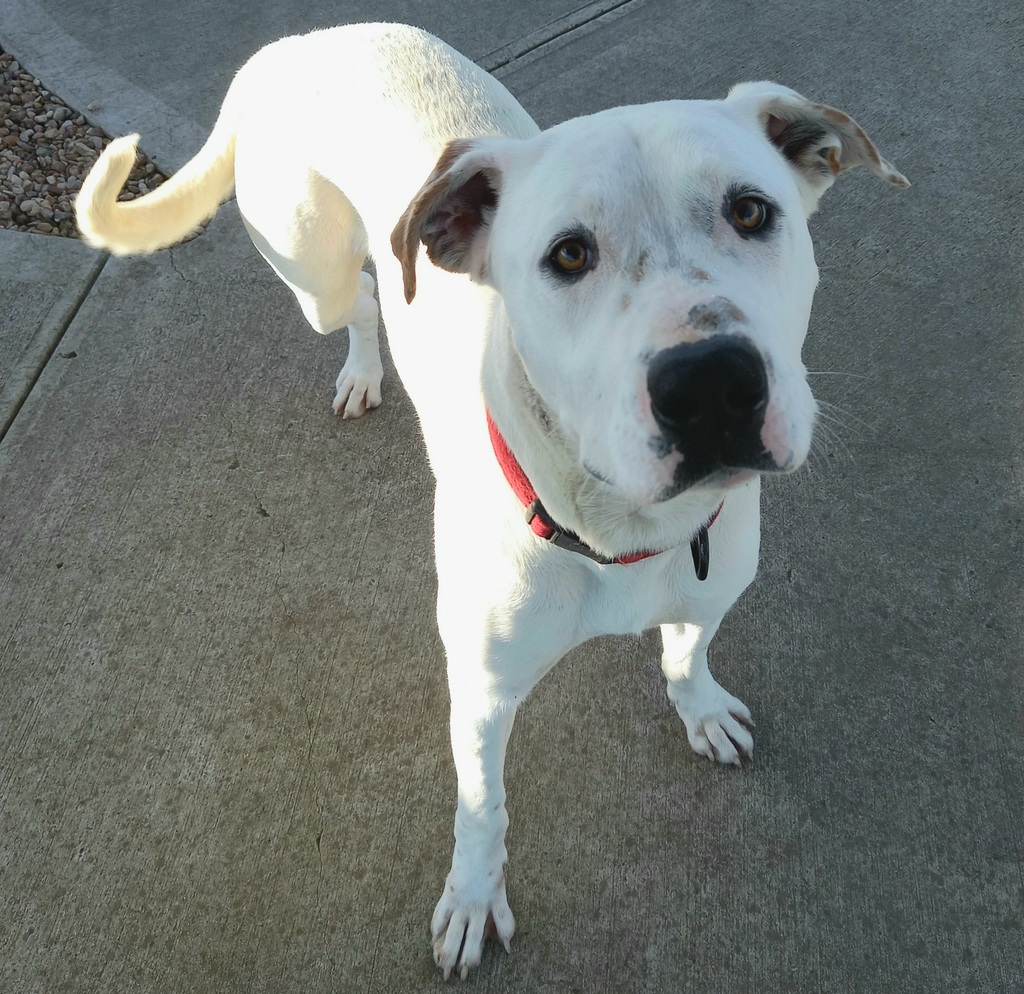 Mus - Large Male Bull Arab Dog in VIC - PetRescue