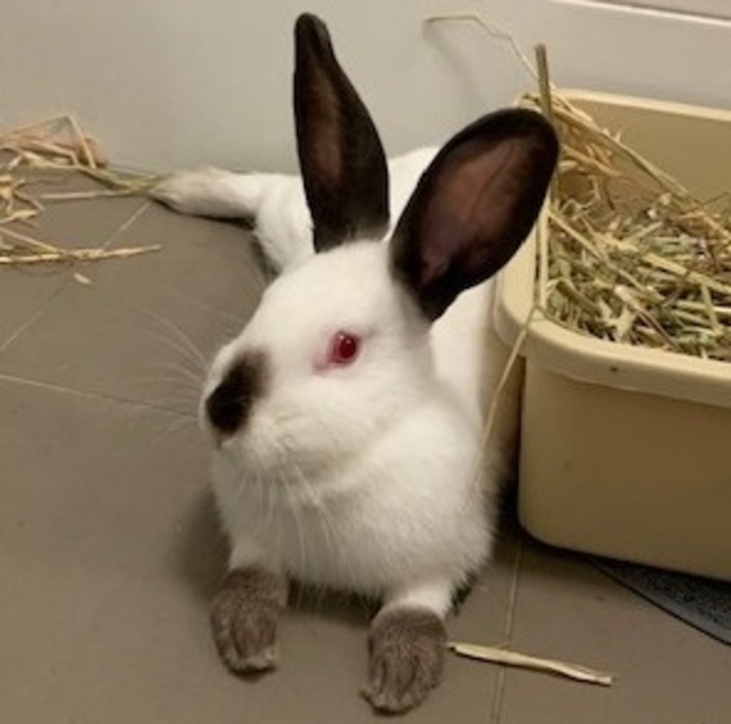 Bridget - Female Unknown Rabbit in VIC - PetRescue