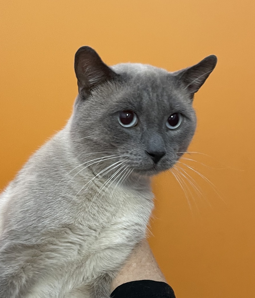 Joel - Male Layanese Mix Cat in QLD - PetRescue