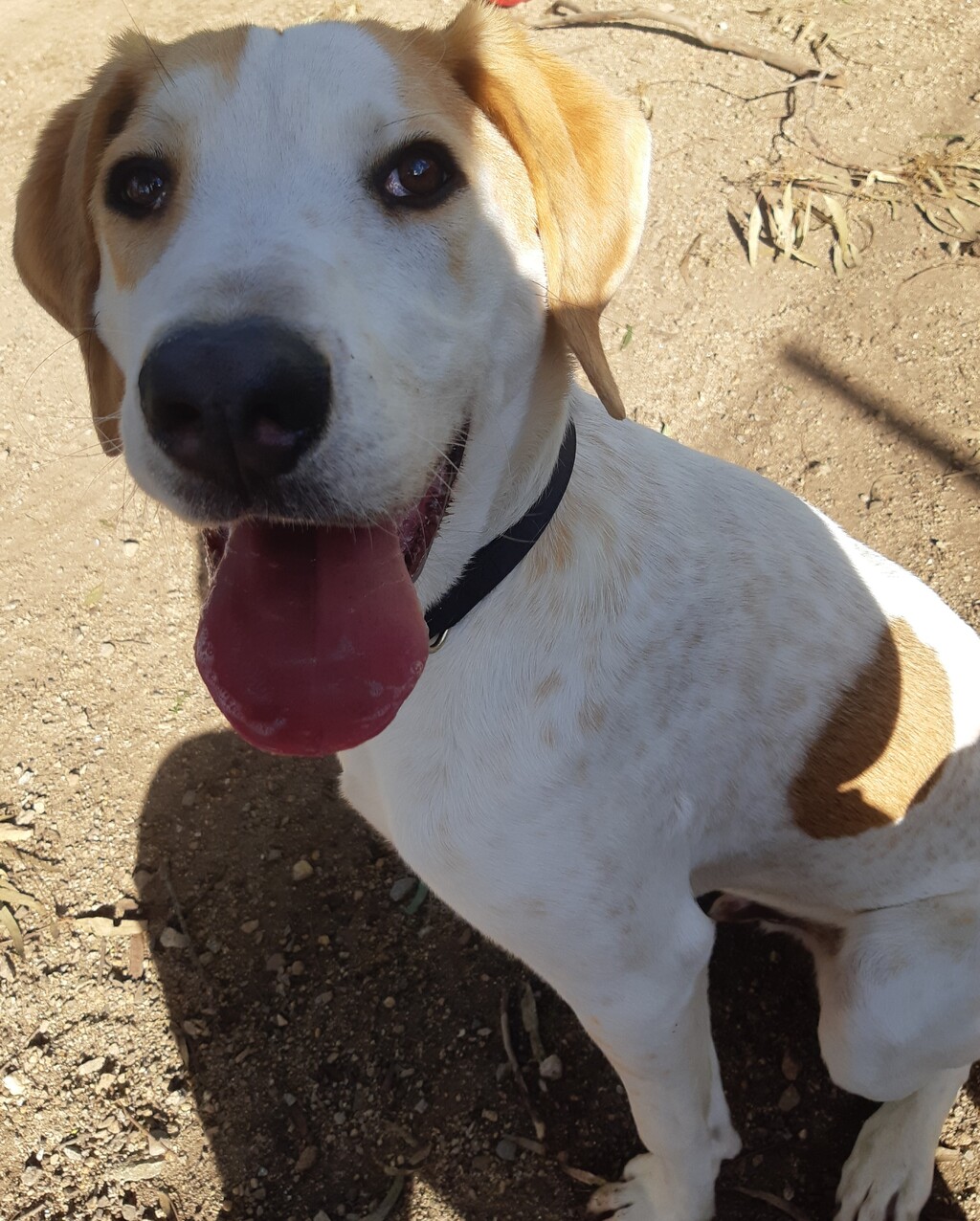 Charlie - Large Male Foxhound Mix Dog in VIC - PetRescue