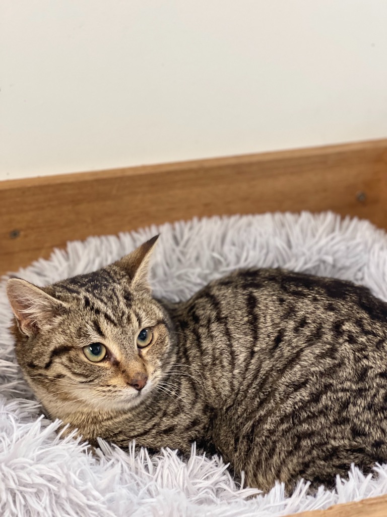 Bodie - Male Domestic Short Hair Cat in TAS - PetRescue