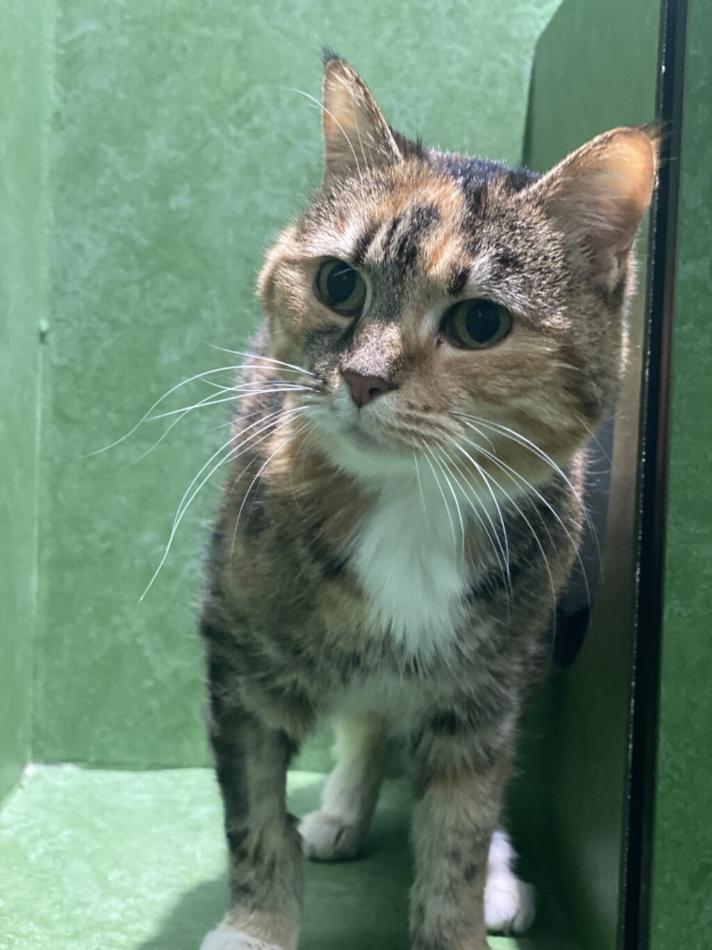 Rosie - Female Domestic Short Hair Mix Cat in VIC - PetRescue