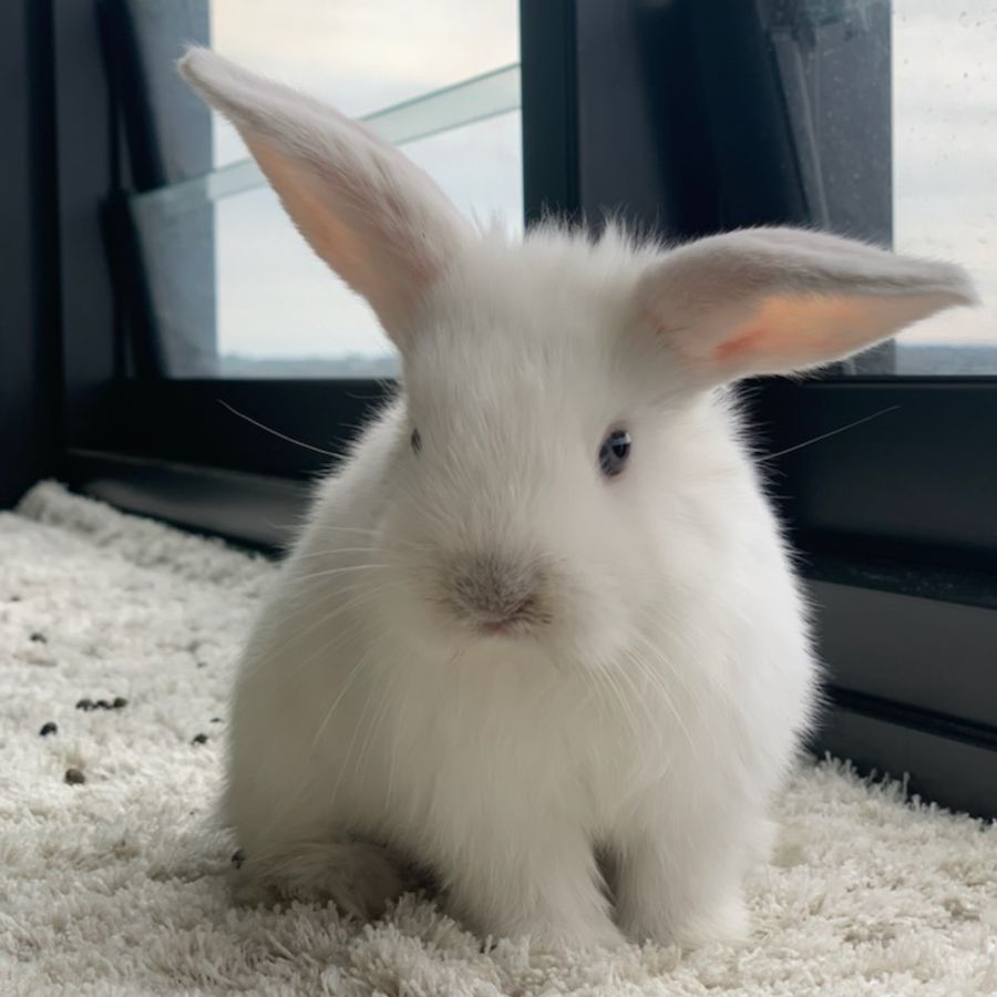 Kanga - Female Rabbit in NSW - PetRescue