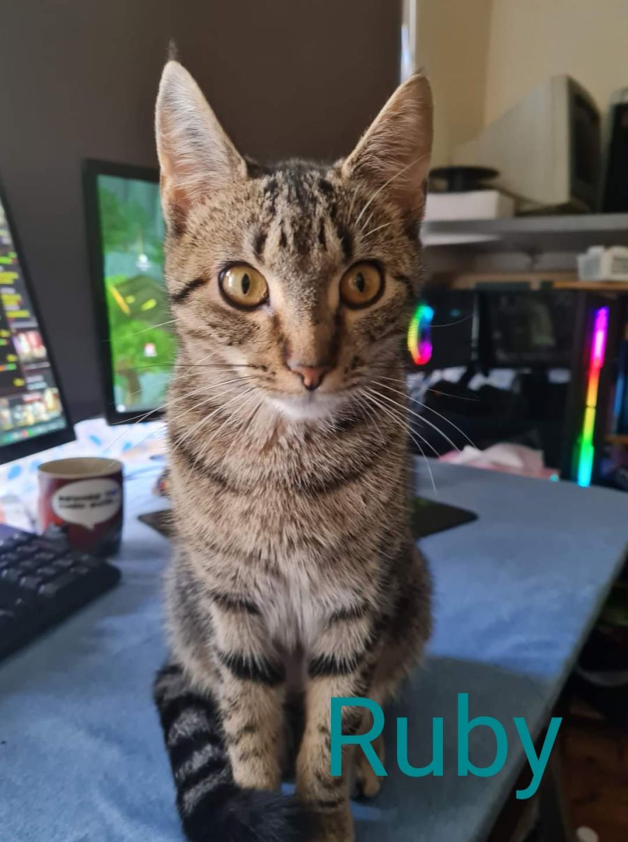 Tiny Tails Rescue - PetRescue