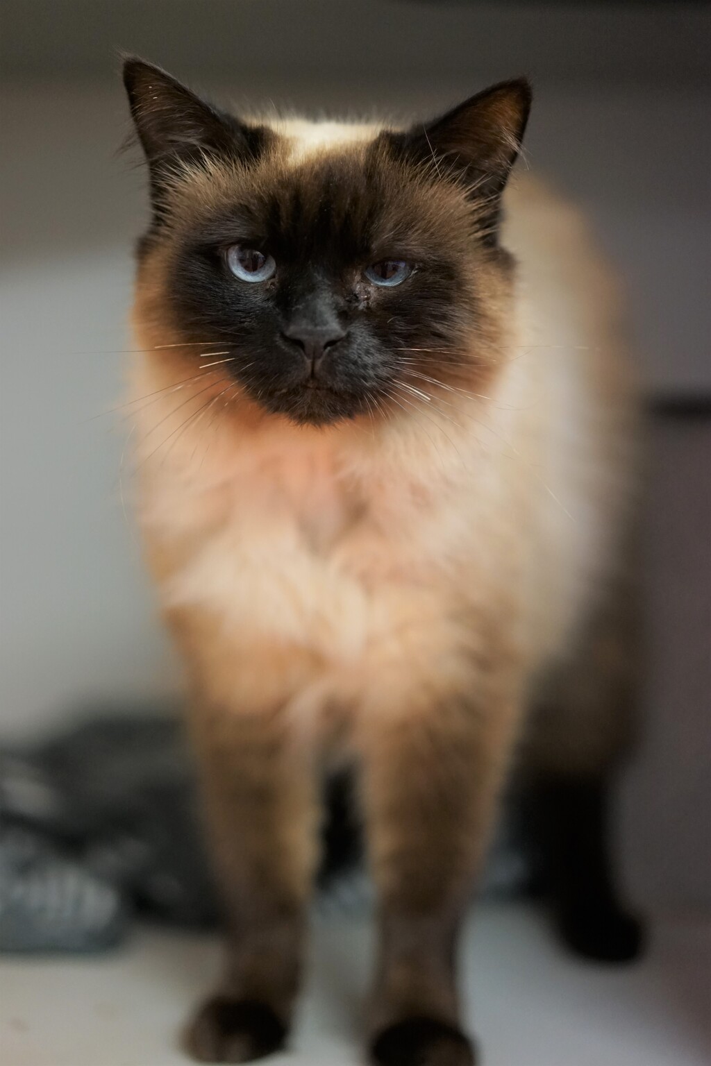 Kali - Female Cymric x Himalayan Mix Cat in QLD - PetRescue