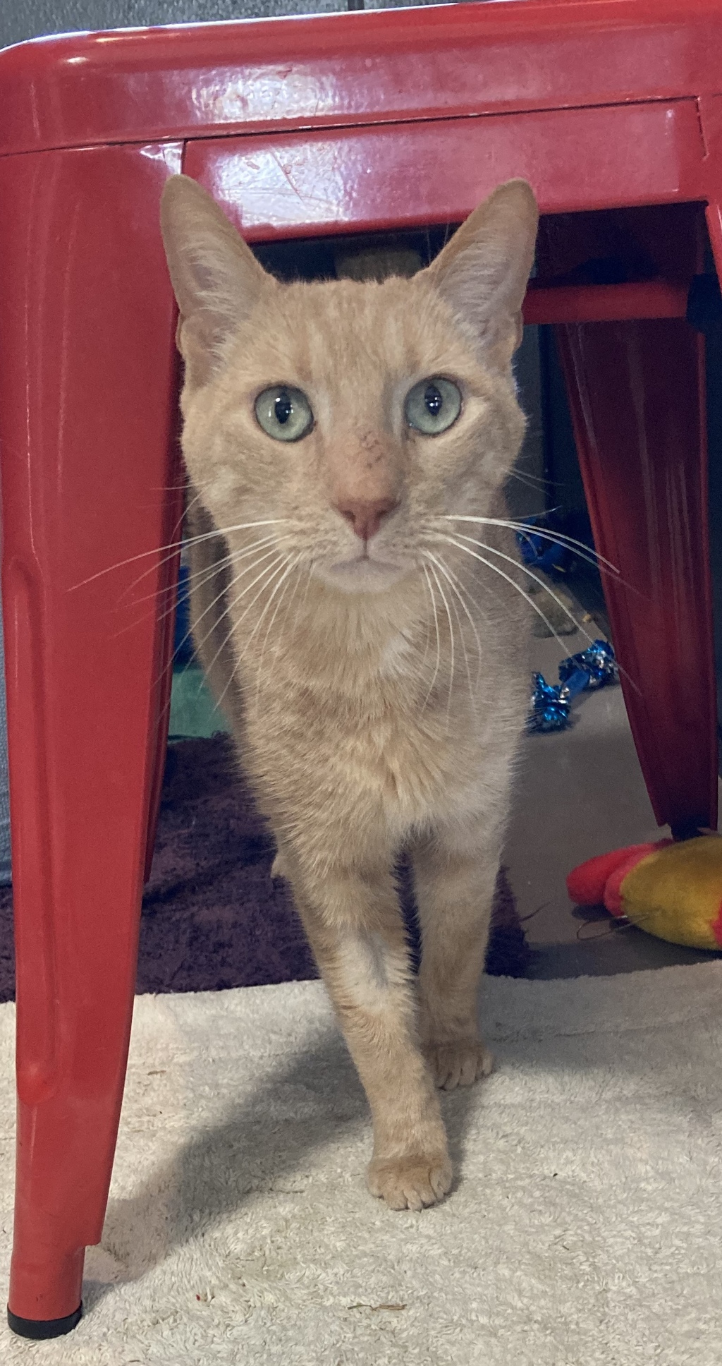Biggles - Male Domestic Short Hair Mix Cat in QLD - PetRescue