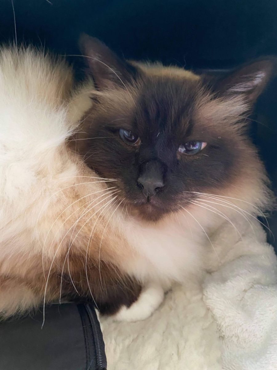 Casper - Male Birman Cat in VIC - PetRescue