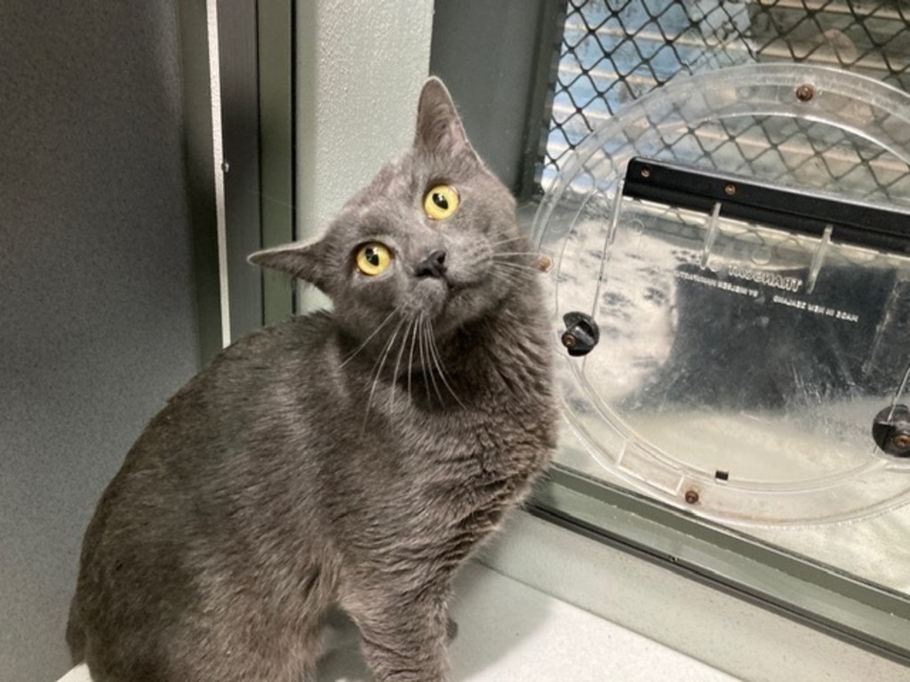 Bluey - Male Russian Mix Cat in QLD - PetRescue