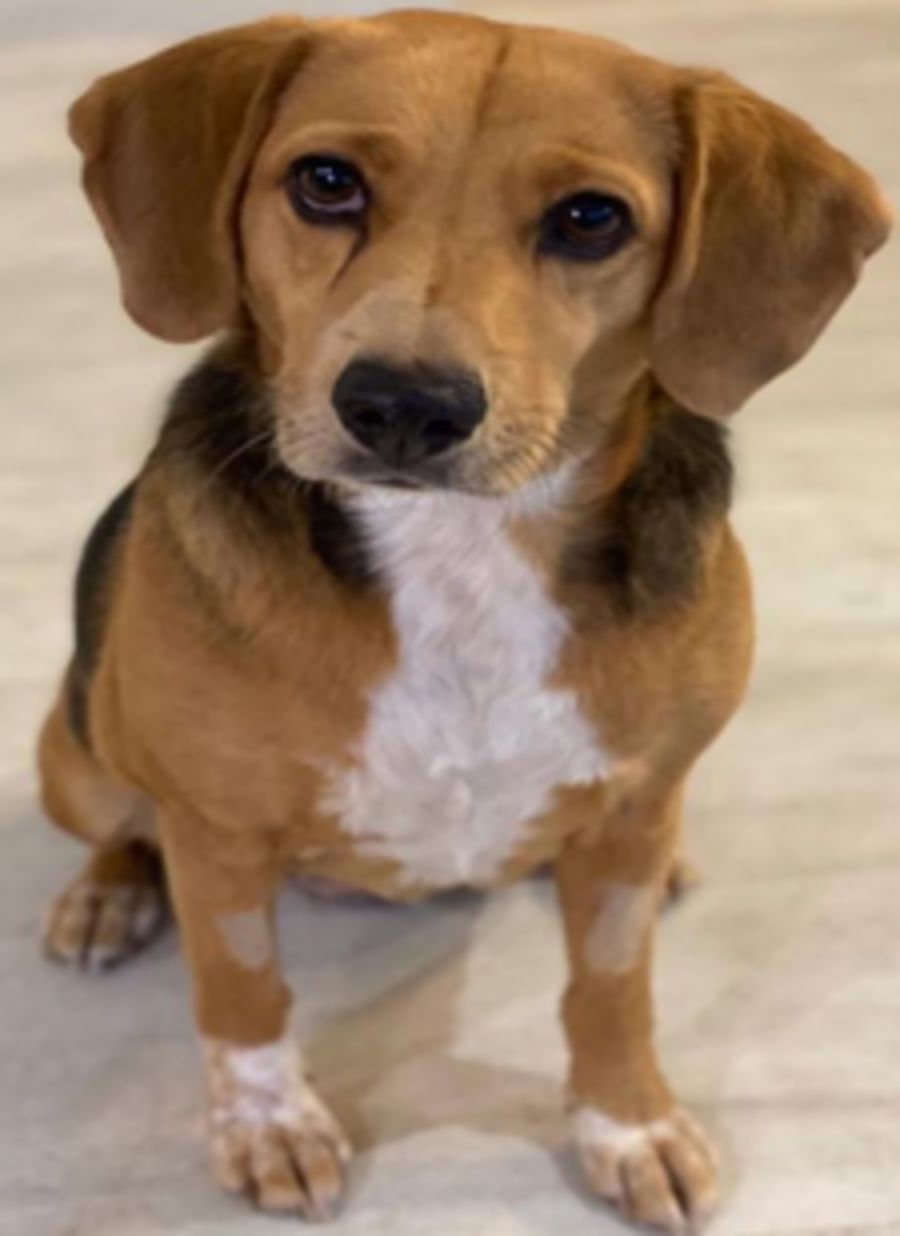 Dash - Small Female Beagle Mix Dog in QLD - PetRescue
