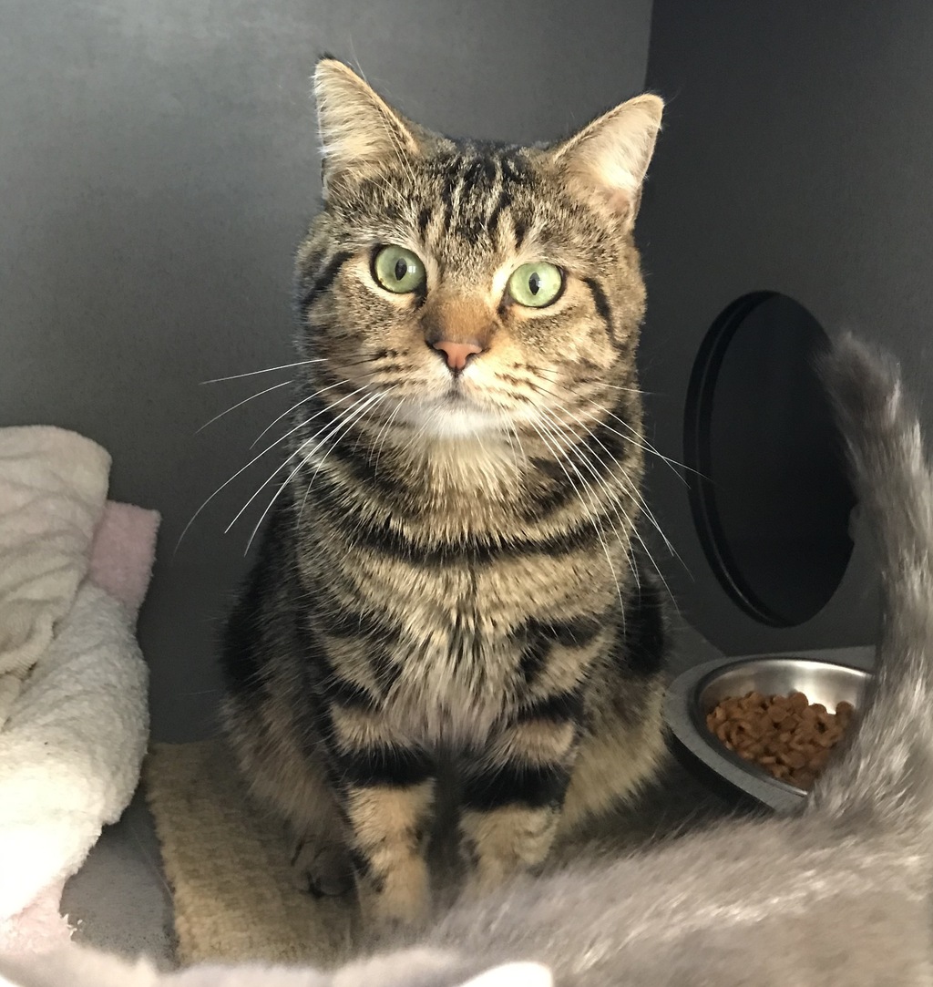 Joey - Male Manx Mix Cat in QLD - PetRescue