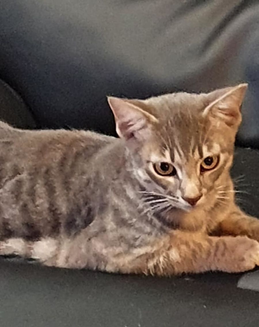 Sable - Male Domestic Short Hair Cat in QLD - PetRescue