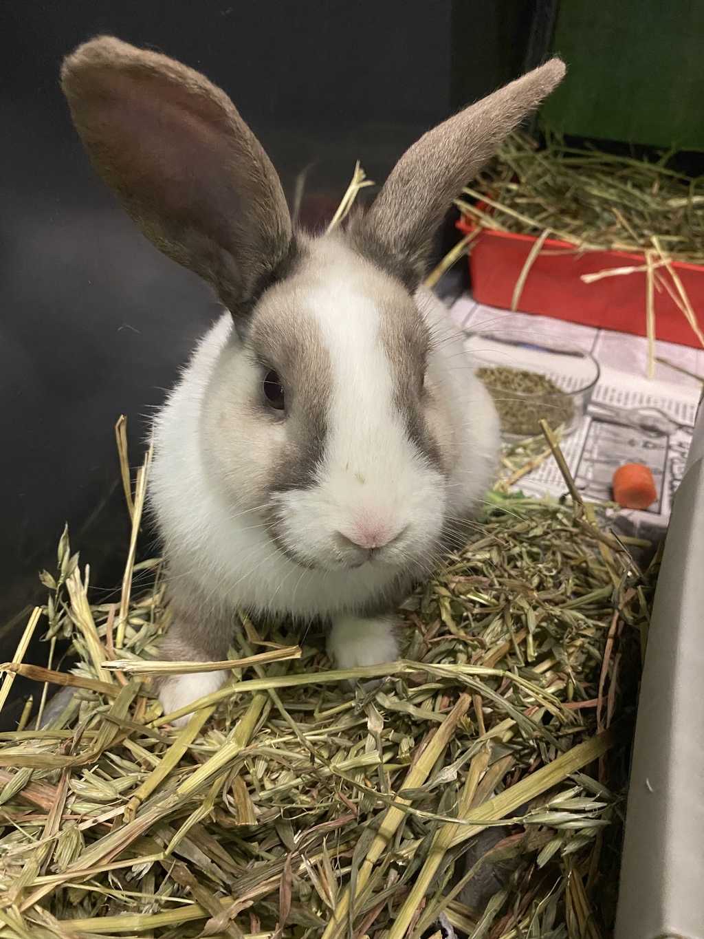 Hippo - Male Domestic Short Hair Rabbit in VIC - PetRescue