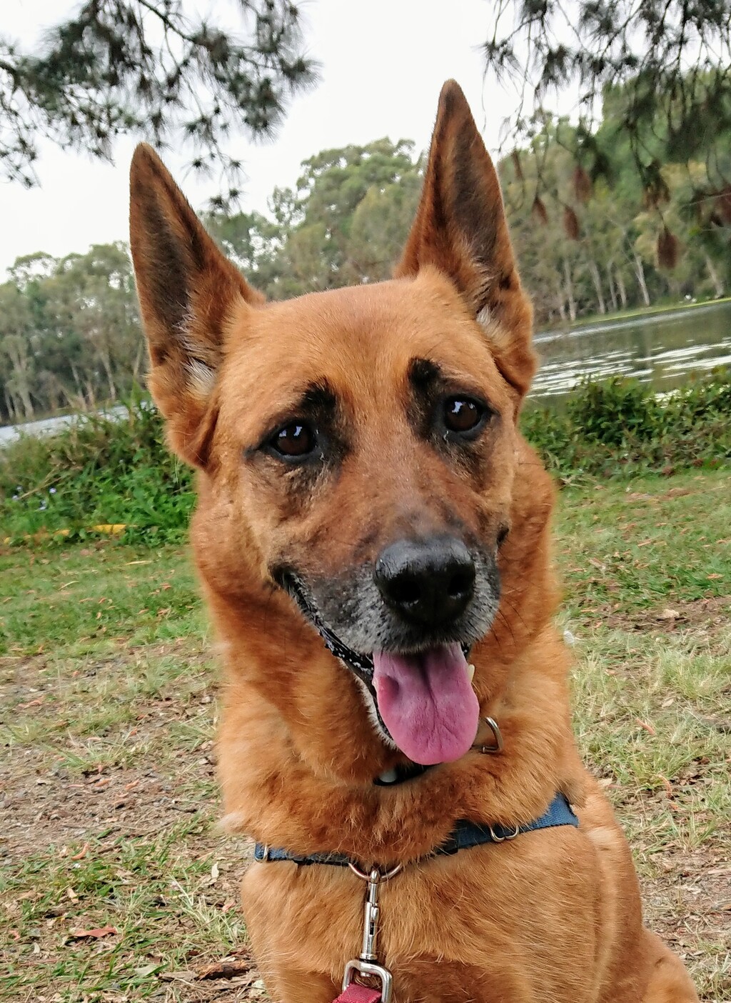 Rustie - Medium Female German Shepherd Mix Dog in QLD - PetRescue