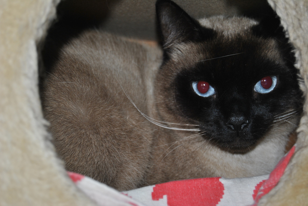 Gus - Male Layanese Mix Cat in QLD - PetRescue