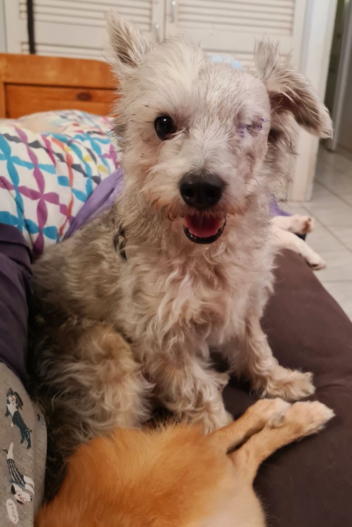 Marky Marc - Small Male Terrier Mix Dog in NT - PetRescue