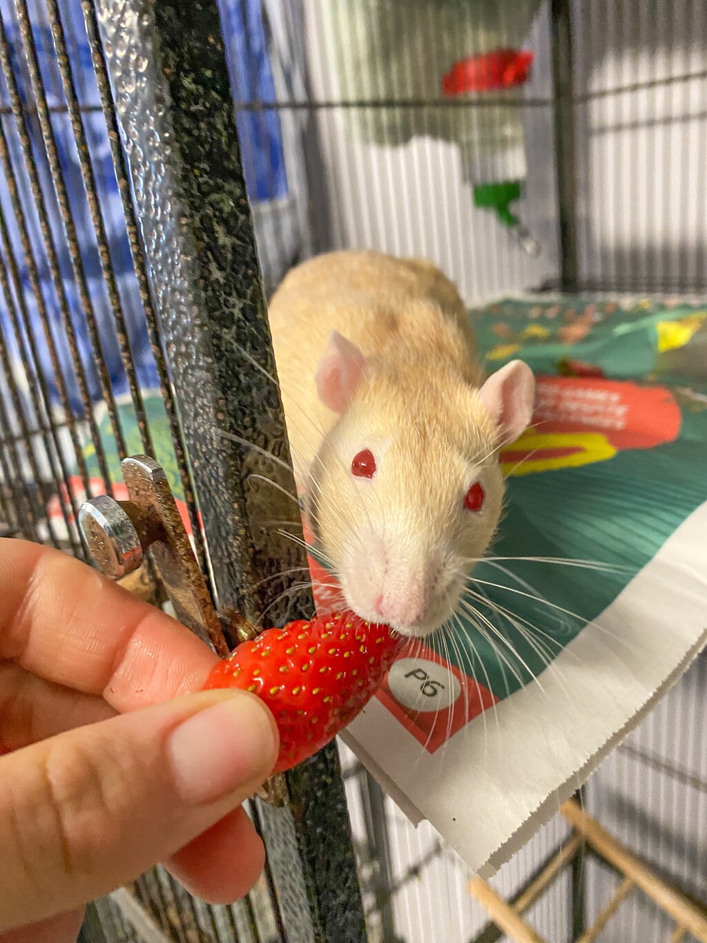 Archibald - Male Rat Mix Rodent in WA - PetRescue