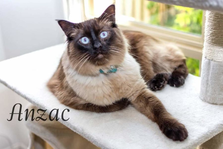 Anzac - Male Ragdoll x Burmese Cat in QLD - PetRescue