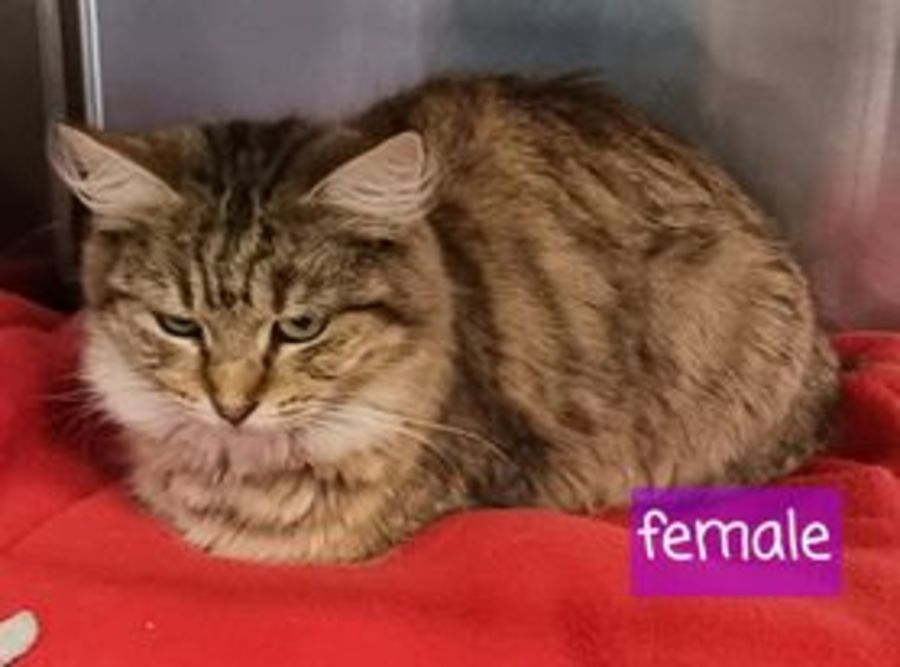 Prudence - Female Domestic Short Hair Cat in NSW - PetRescue
