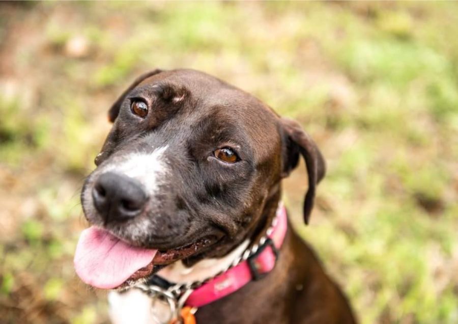 Did you know dogs have three eyelids? - PetRescue