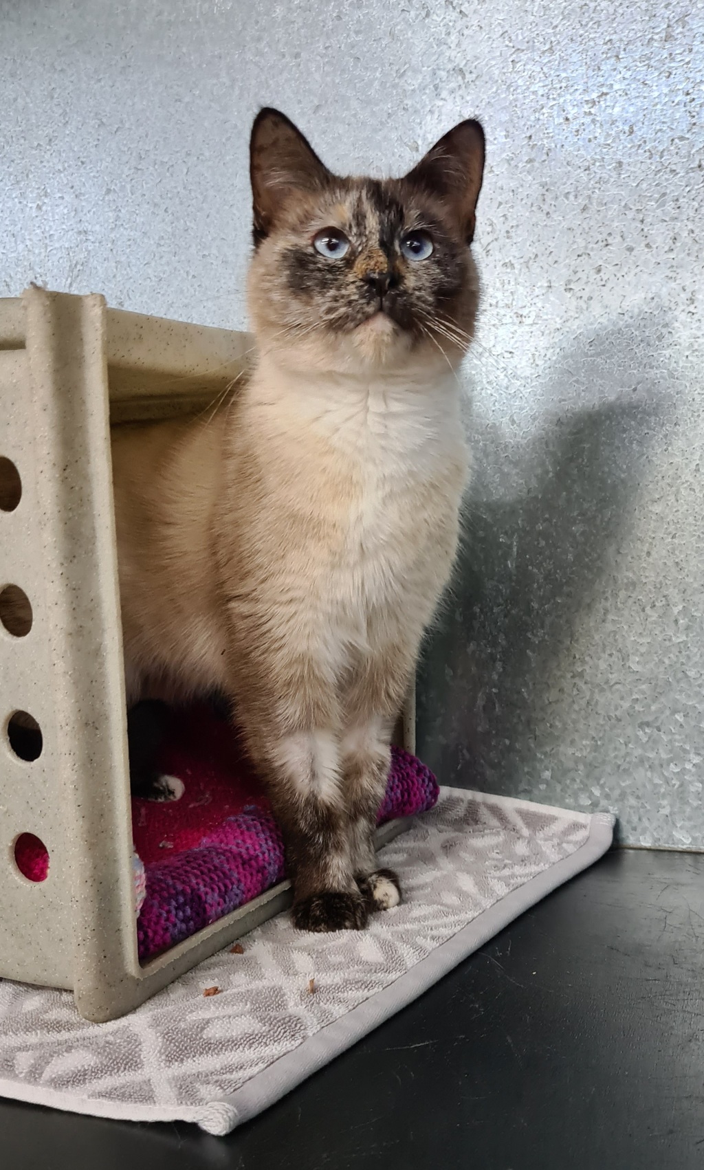 Clancy - Female Ragdoll x Siamese Mix Cat in VIC - PetRescue