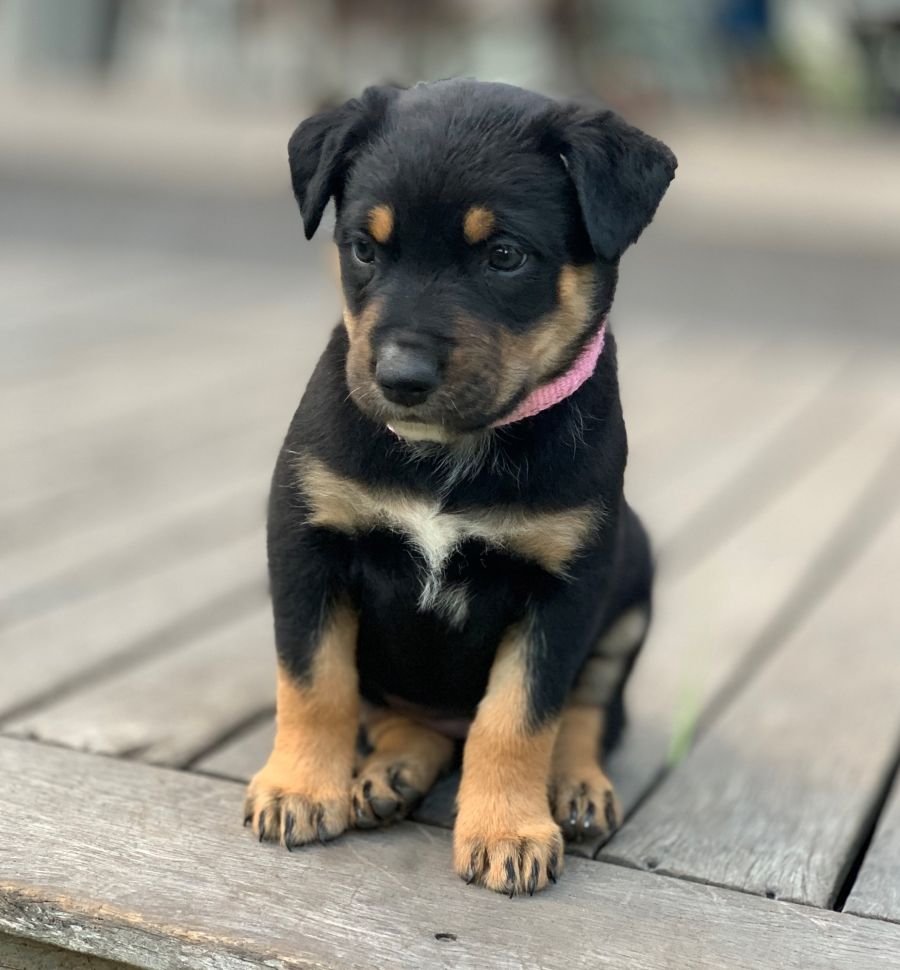 Molly - Medium Female Rottweiler Mix Dog in NSW - PetRescue