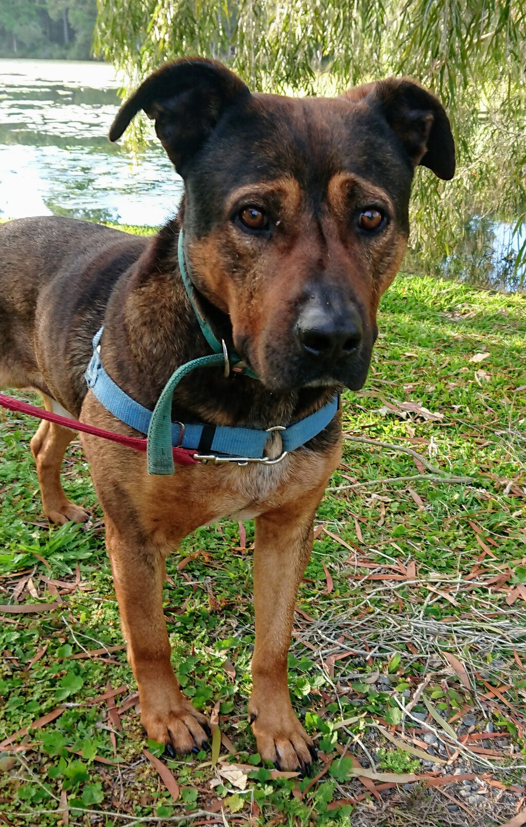 Stumpy - Large Male Australian Cattle Dog x American Staffordshire Bull ...