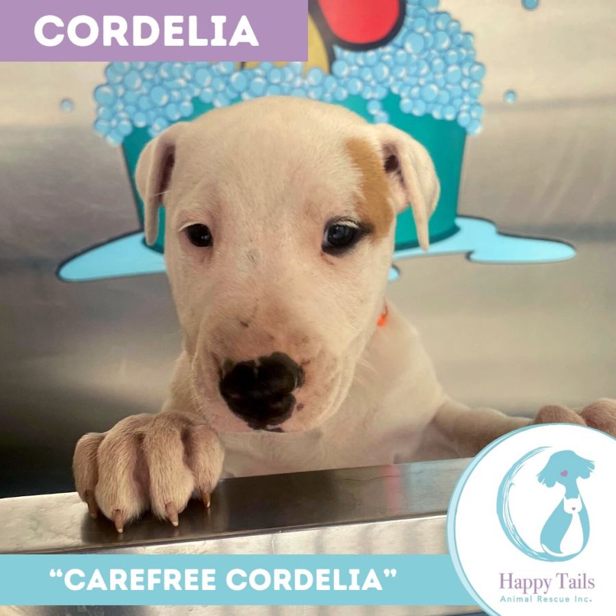 Cordelia - Medium Female Bull Terrier Mix Dog in QLD - PetRescue