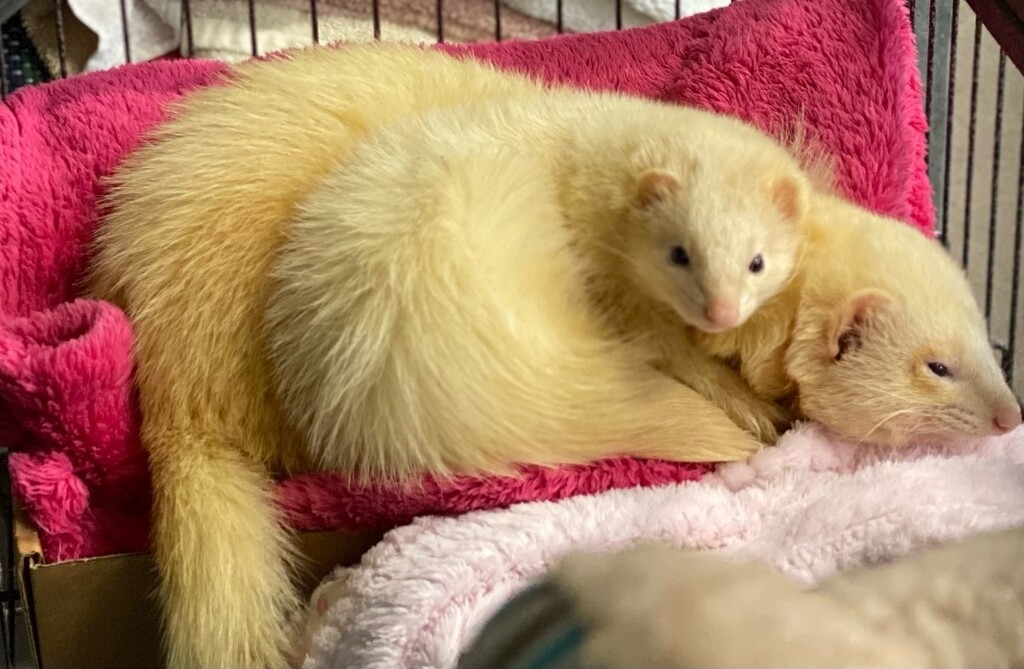 Lilly - Female Ferret Mix Ferret in VIC - PetRescue