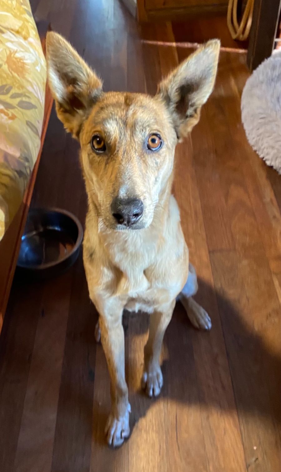 Amber - Medium Female Kelpie x Koolie Dog in NSW - PetRescue