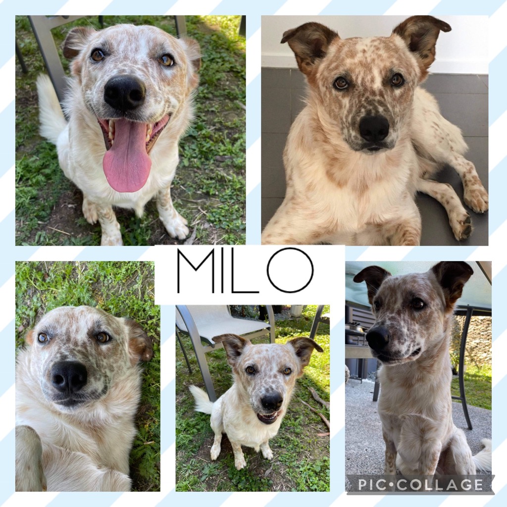 Milo - Medium Male Mixed Breed Mix Dog in QLD - PetRescue