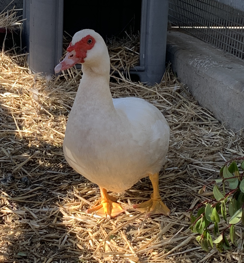 Isabella - Female Duck Muscovy Mix Non Native Birds in QLD - PetRescue