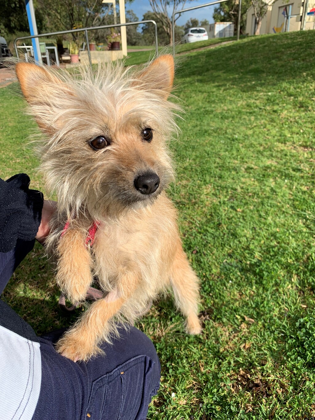 Agatha - Small Female Terrier x Mixed Mix Dog in WA - PetRescue