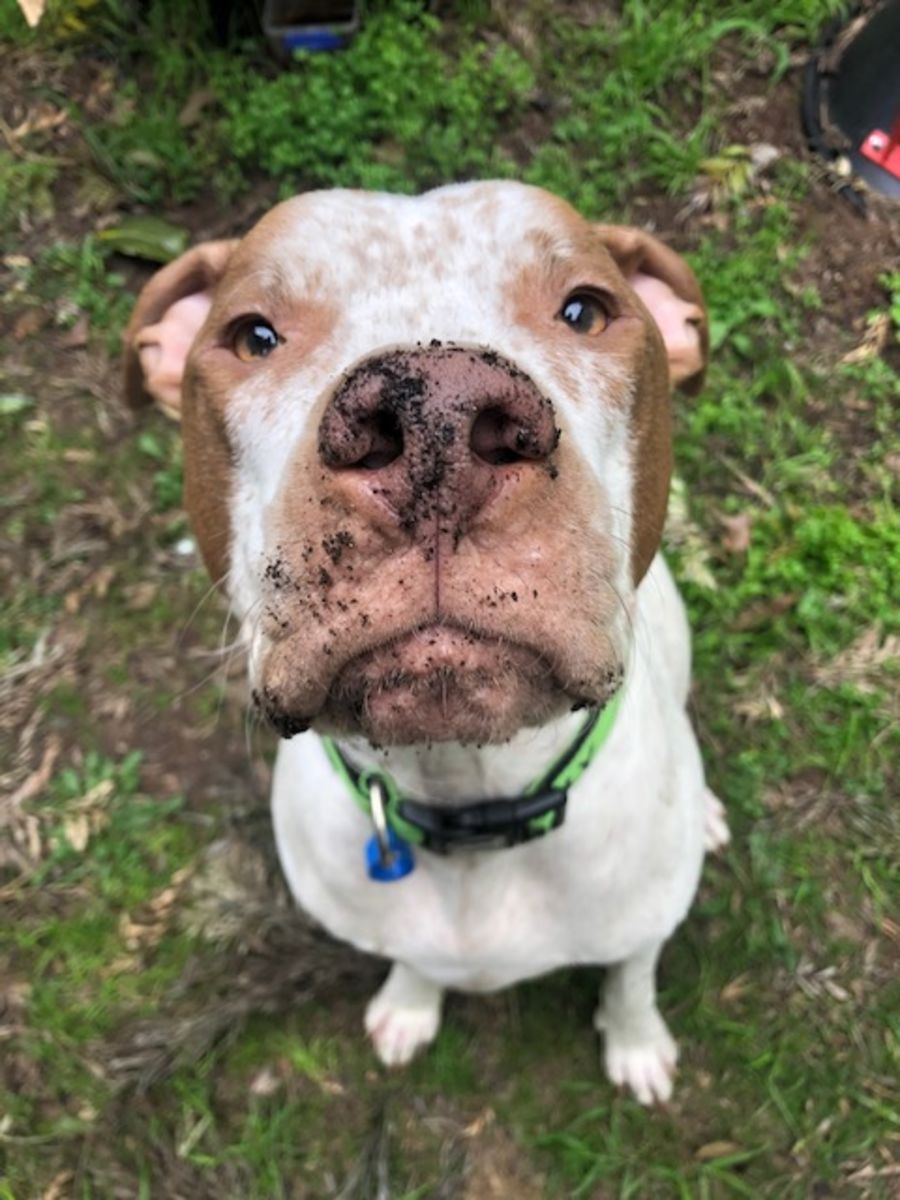 Arnold - Large Male Pointer x American Staffordshire Terrier Mix Dog in ...