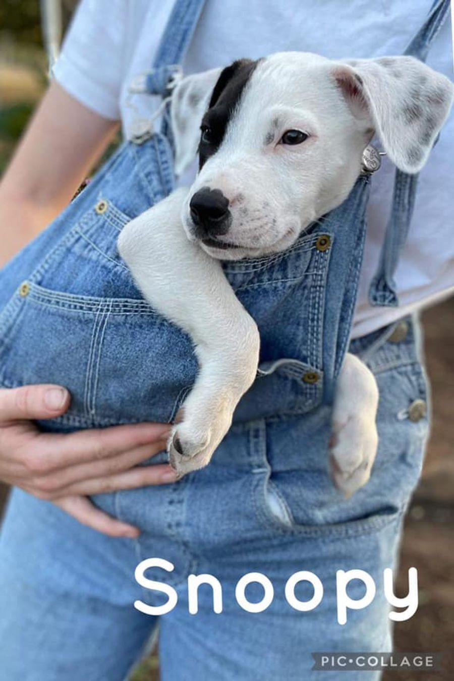 Snoopy - Large Male Bull Arab Mix Dog in QLD - PetRescue