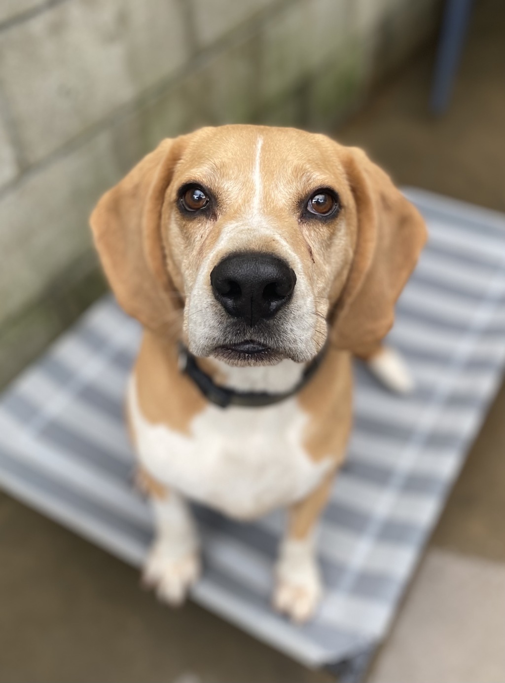 Alf - Medium Male Beagle Dog in QLD - PetRescue