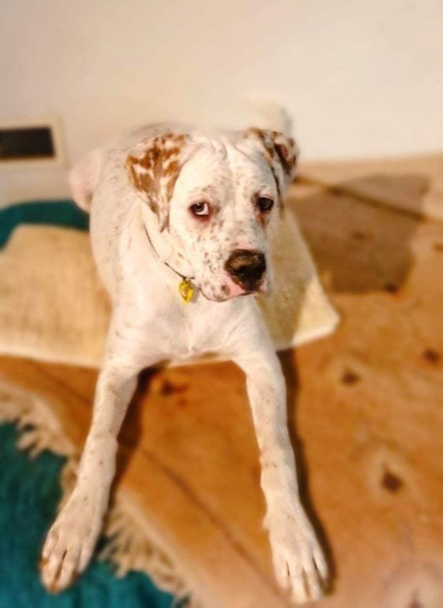 Jiggy - Medium Male Boxer x German Shorthaired Pointer Mix Dog in VIC ...