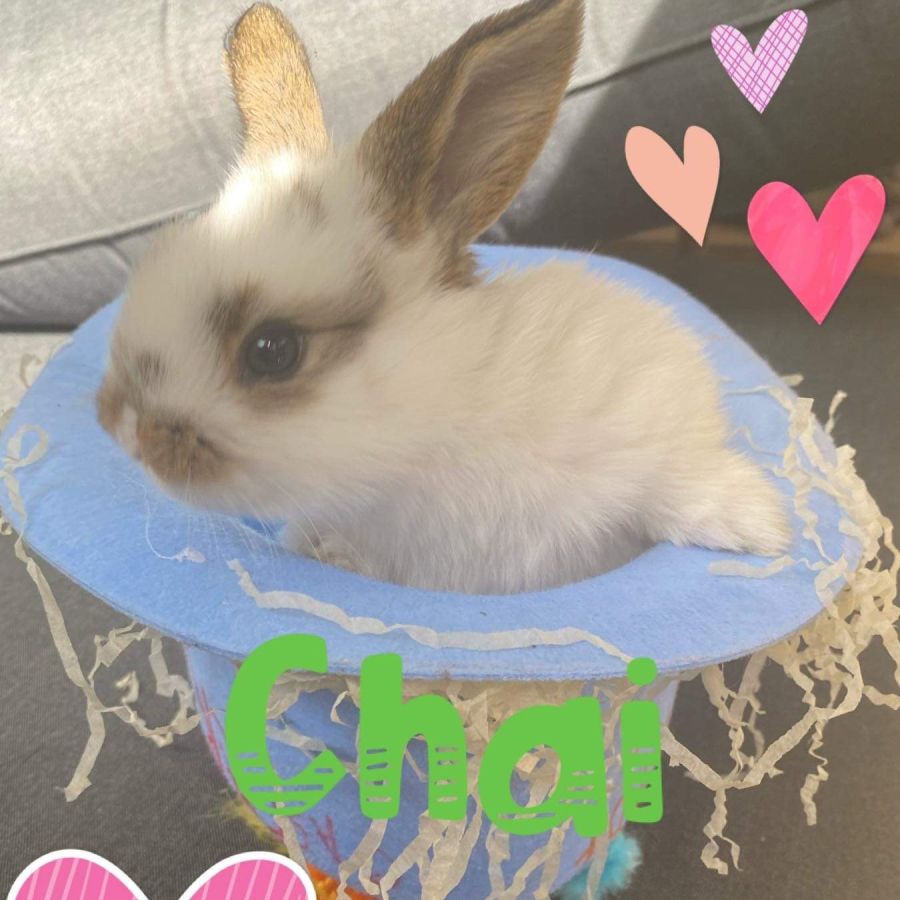 Chai - Male Flemish Giant Rabbit in NSW - PetRescue