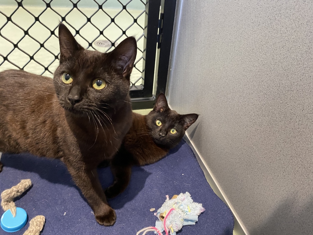 Dom - Male Domestic Short Hair x Manx Mix Cat in QLD - PetRescue