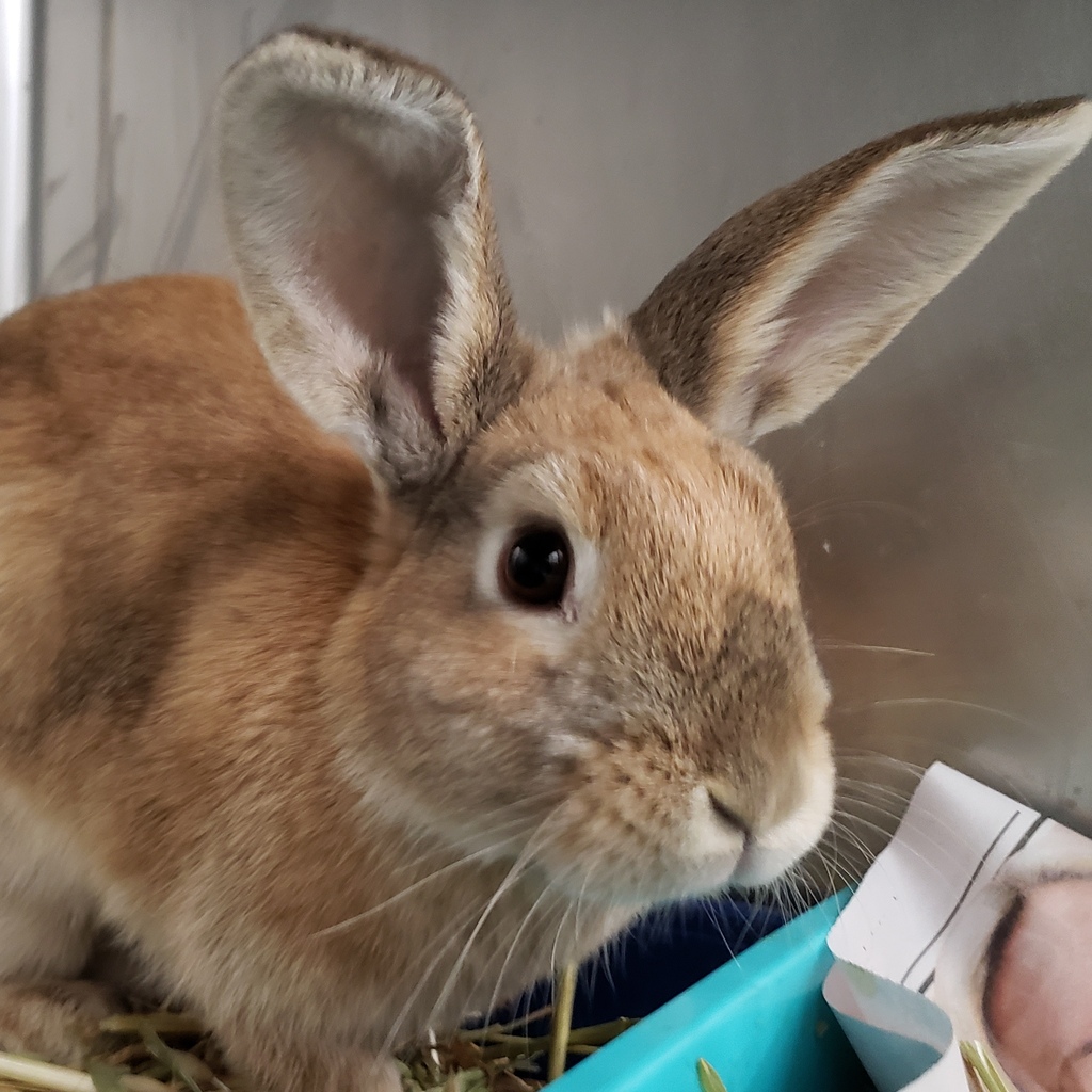 Orla - Female Rex Rabbit in VIC - PetRescue
