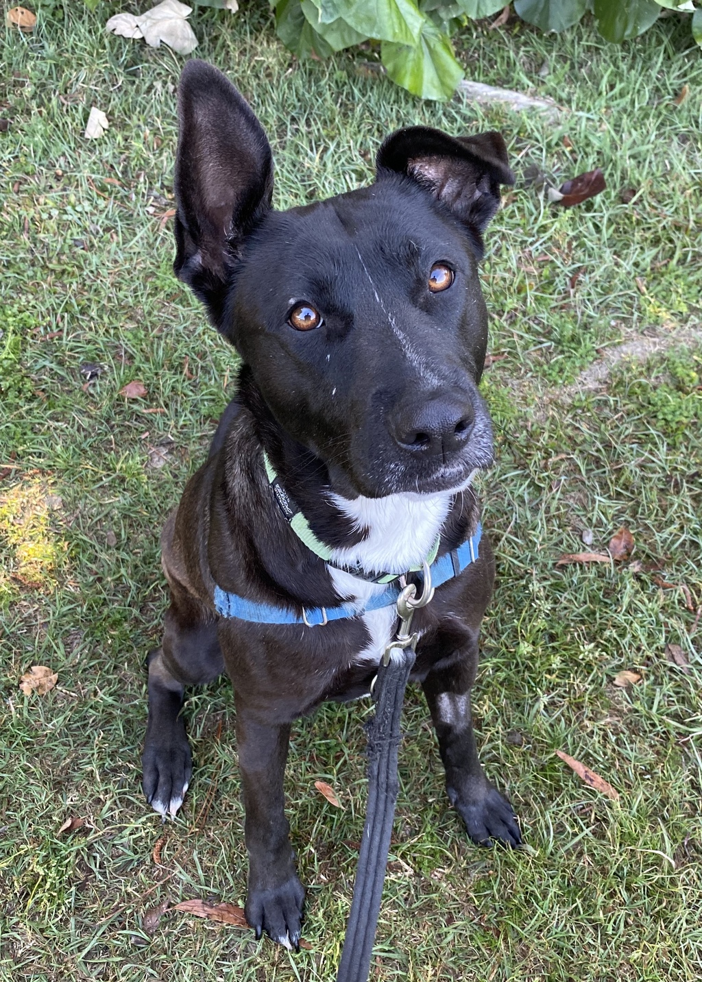 Molly - Medium Female Kelpie x Labrador Retriever Mix Dog in QLD ...