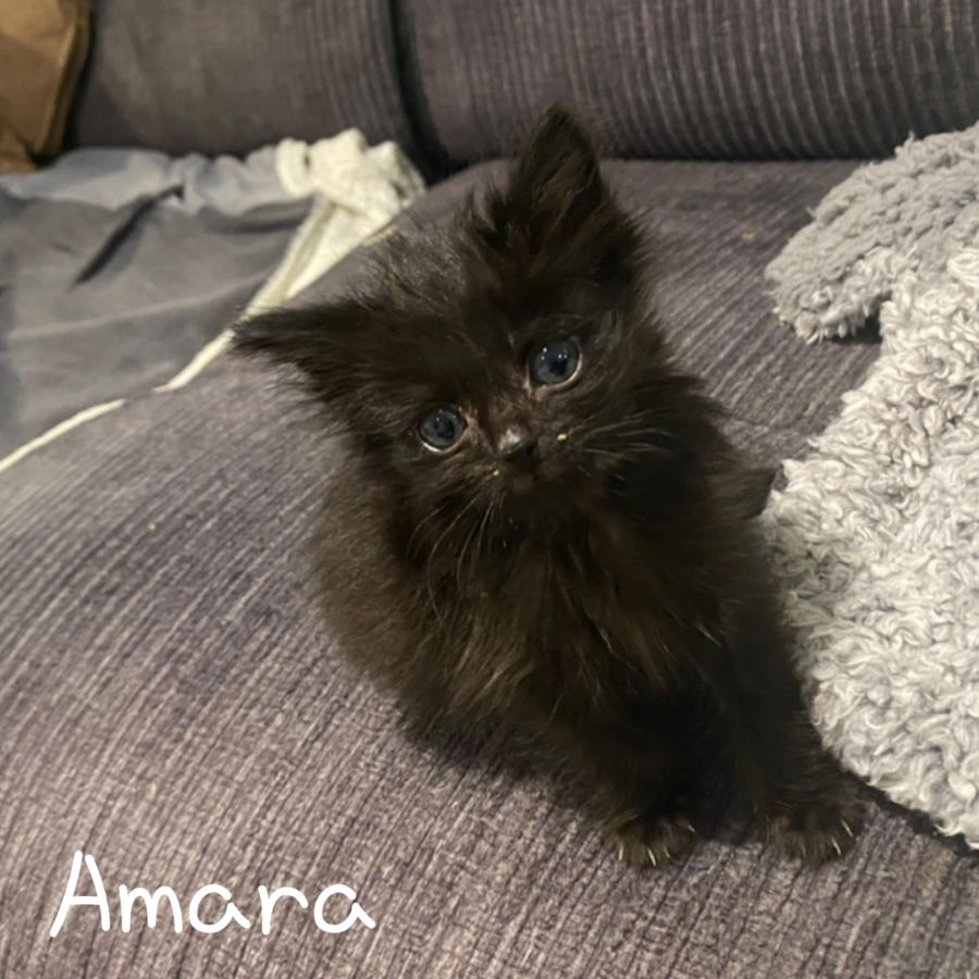Amara - Female Domestic Medium Hair Cat in QLD - PetRescue